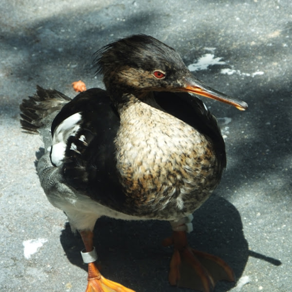 Red-breasted Merganser (eclipse drake) | Project Noah