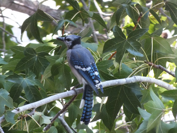 Blue Jay | Project Noah