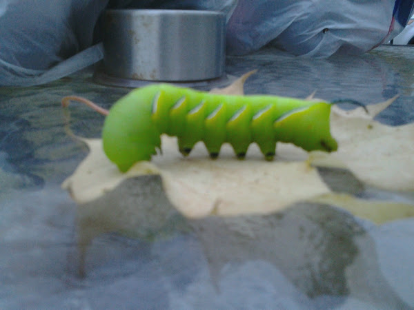 Fawn Sphinx (Laurel) | Project Noah