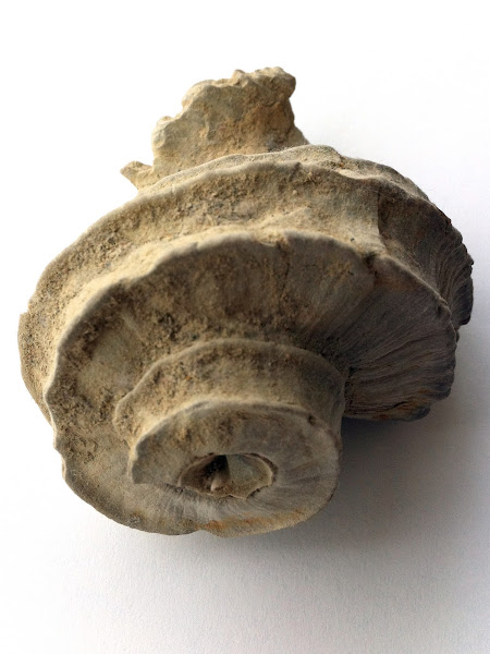 Fossil sea snail shell | Project Noah