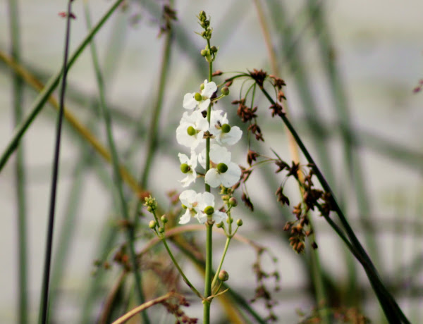 Bulltongue Arrowhead | Project Noah