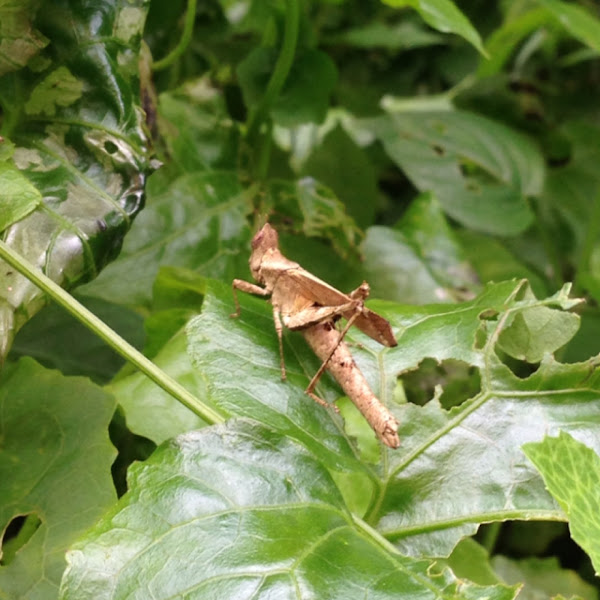 Dead Leaf Grasshopper | Project Noah