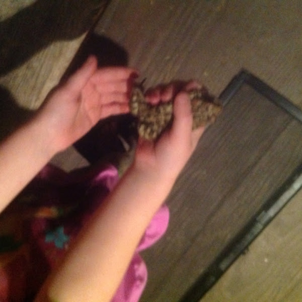 California Toad | Project Noah