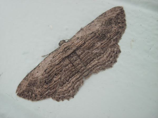 Brown Bark Carpet Moth | Project Noah
