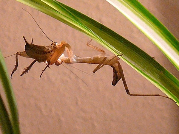 Sphodromantis lineola | Project Noah