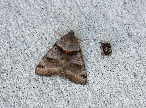 Forage Looper Moth | Project Noah