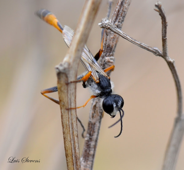 Thread-waisted Wasp | Project Noah