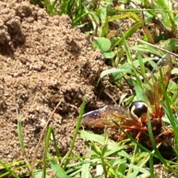 Cicada Hawk | Project Noah