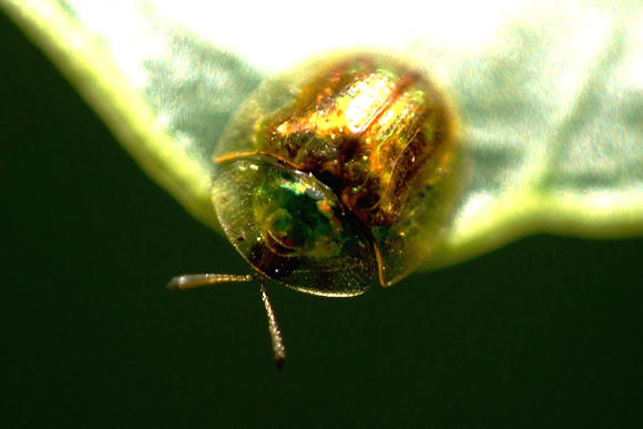 Tortoise Beetle | Project Noah