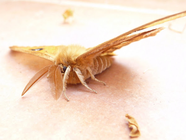 Tau emperor moth | Project Noah