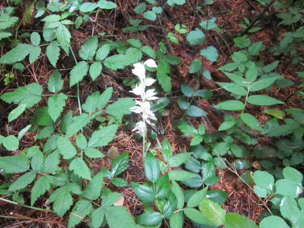 Phantom Orchid | Project Noah