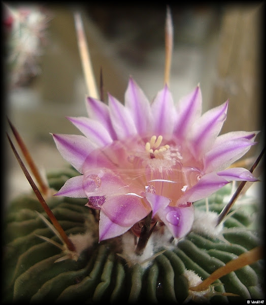 Cactus | Project Noah