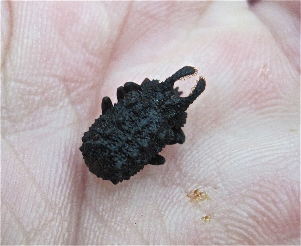 Forked Fungus Beetle | Project Noah