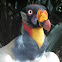 King Vulture | Project Noah
