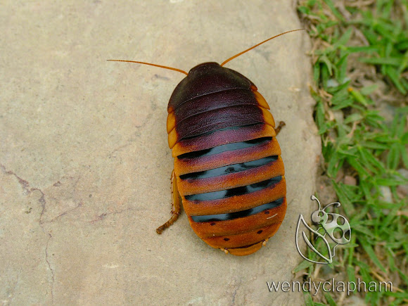 Table Mountain Cockroach | Project Noah