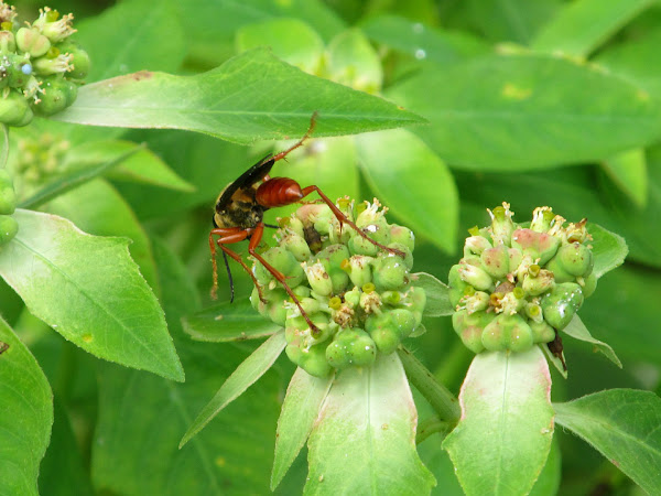 Jamaican Digger Wasp | Project Noah