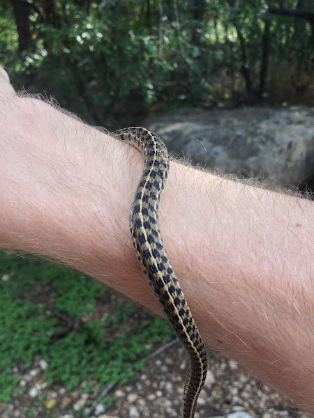 Checkered Garter Snake | Project Noah