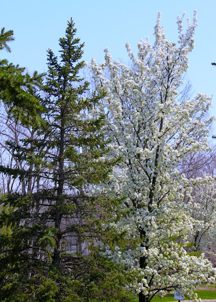 Callery Pear (Cleveland Select) | Project Noah