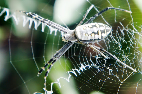 Grass Cross Spider | Project Noah
