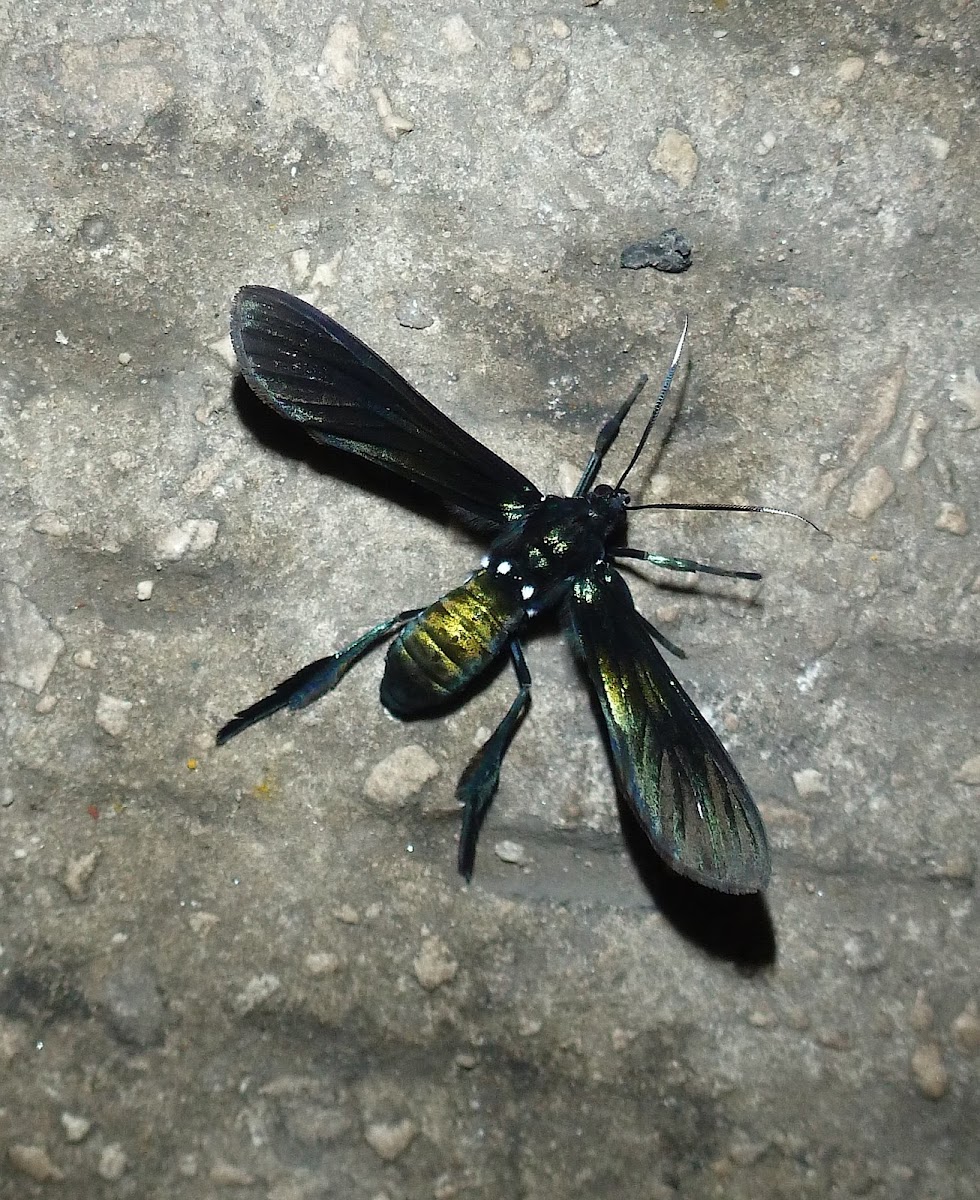Wasp-Mimicking Moth | Project Noah
