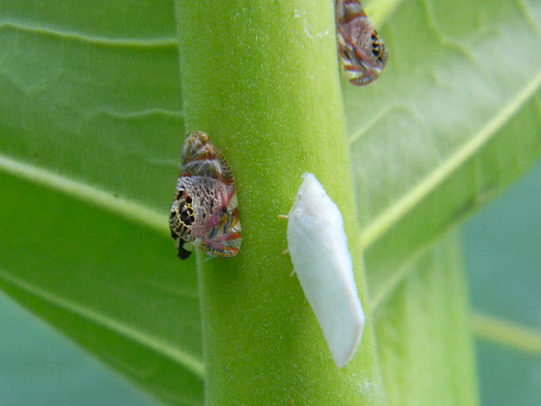 Ricaniid planthopper | Project Noah