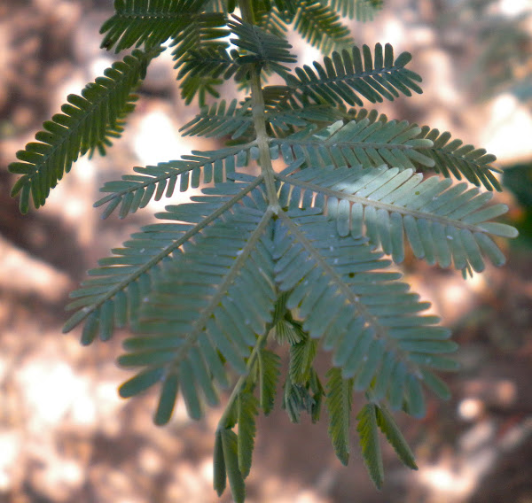 Cootamundra Wattle | Project Noah