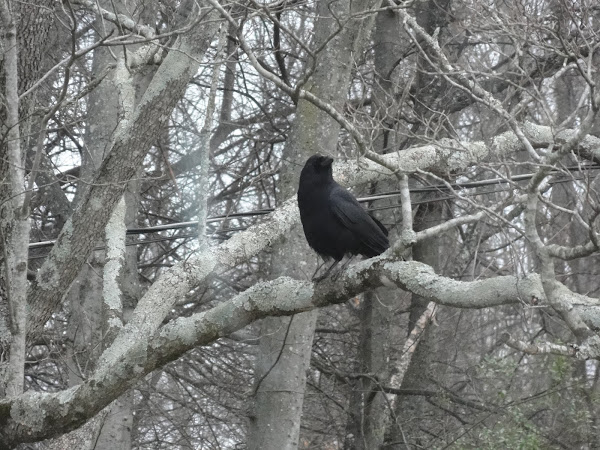 Eastern Crow | Project Noah