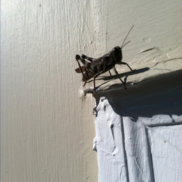 Grasshopper | Project Noah