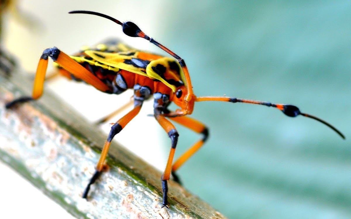 Mesquite Bug Nymphs | Project Noah