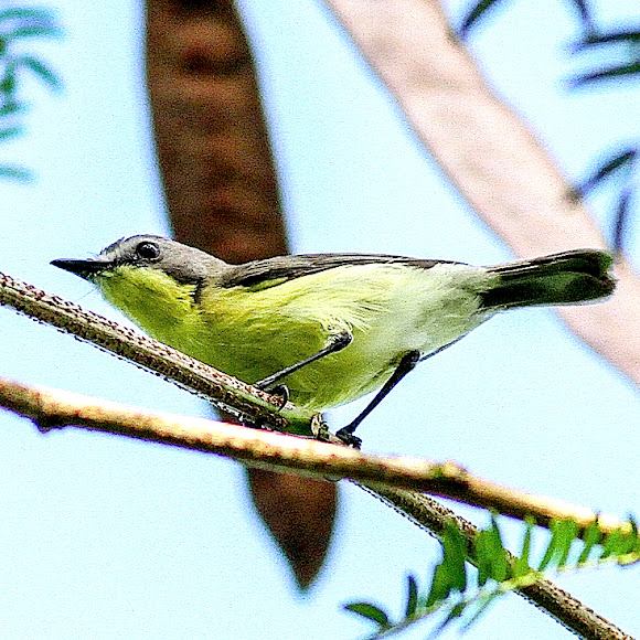 Golden-bellied Flyeater | Project Noah