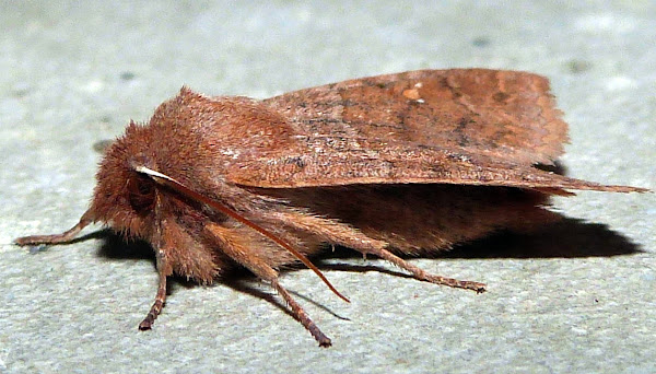 Straight-Toothed Sallow Moth | Project Noah