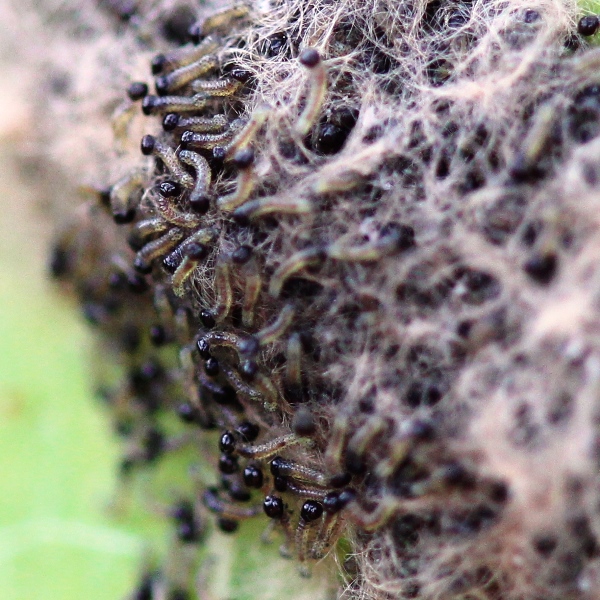 Sawfly larvae? | Project Noah