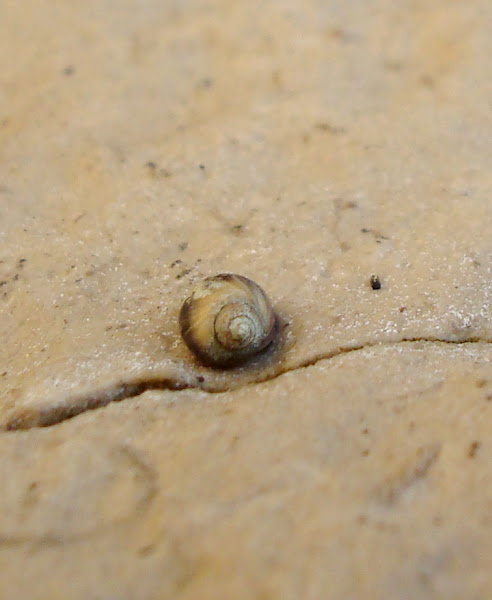 Small Periwinkle Snail | Project Noah