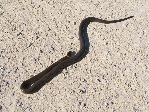 Prairie Ring-Necked Snake | Project Noah