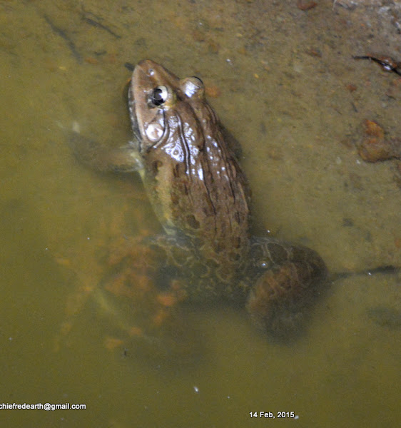 Indus Valley bullfrog or Indian bullfrog | Project Noah