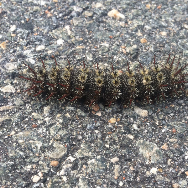 Buck Moth Caterpillar | Project Noah