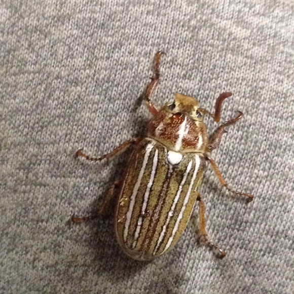 Watermelon beetle | Project Noah