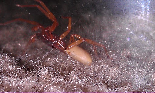 Woodlouse Spider | Project Noah