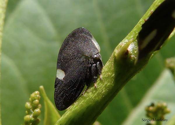 Treehopper | Project Noah