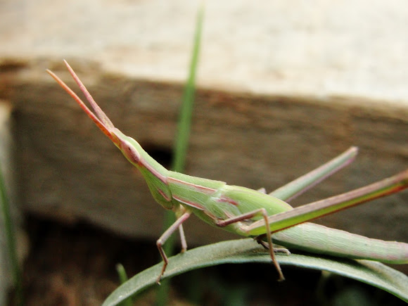 Oriental Slant faced Grasshopper | Project Noah