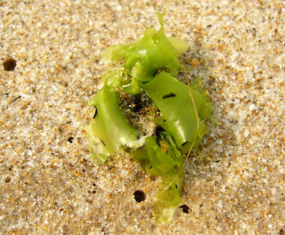 alga lechuga de mar | Project Noah