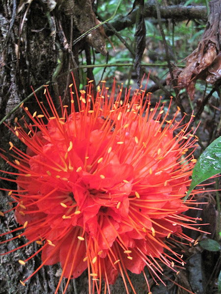 La Rosa de la Selva, Jungle Rose | Project Noah