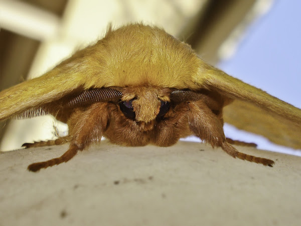 Monkey Moth | Project Noah