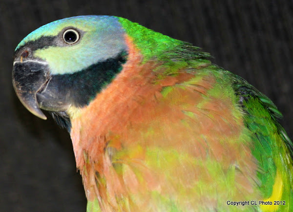Mustache Parakeet | Project Noah