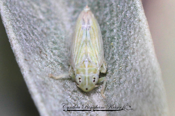 Leafhopper | Project Noah