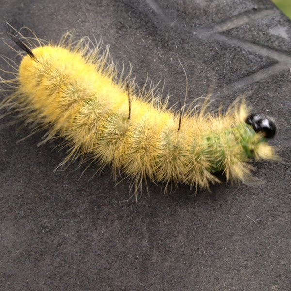 American dagger moth | Project Noah