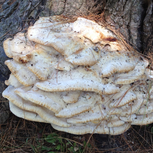 Northern toothed fungus | Project Noah