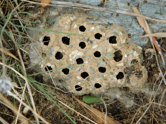 Megachile nest | Project Noah
