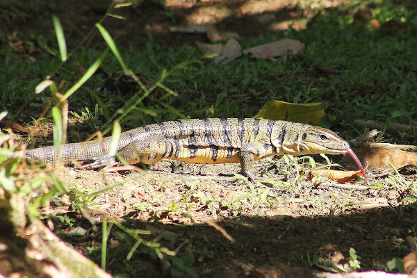 matte lizard | Project Noah