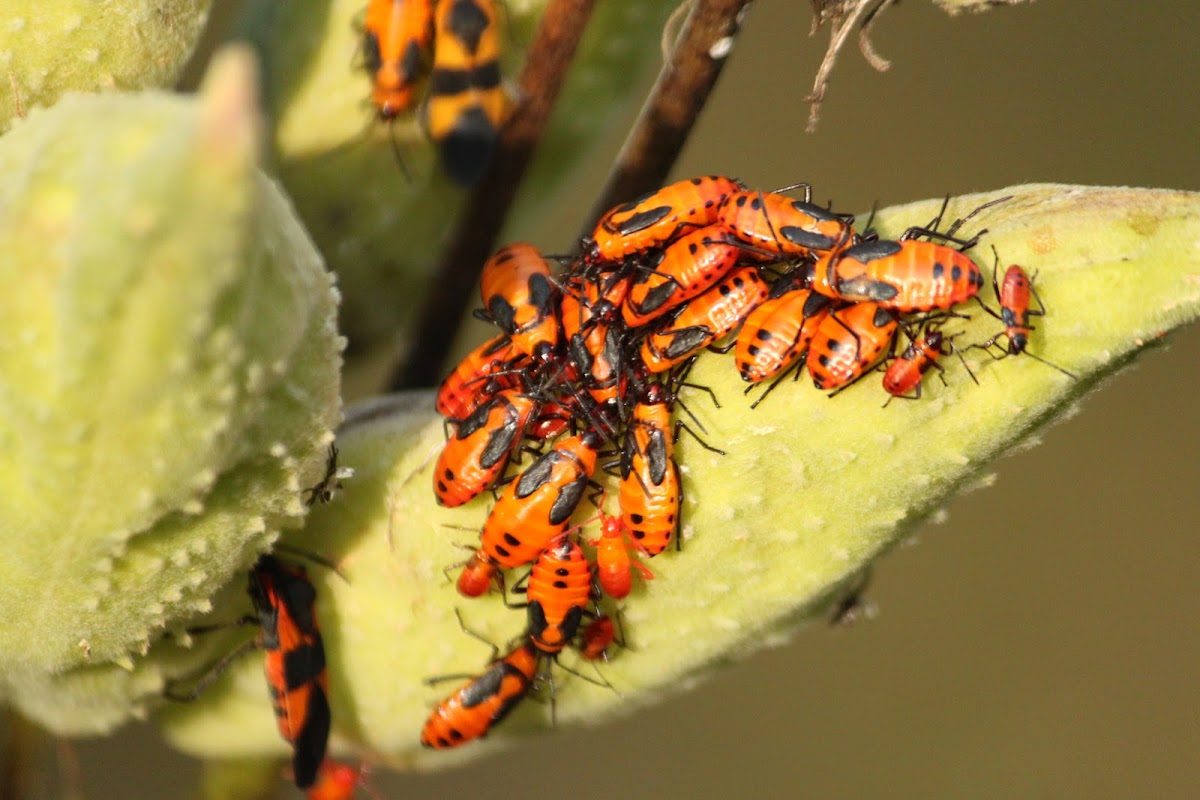 Milkweed Bug | Project Noah